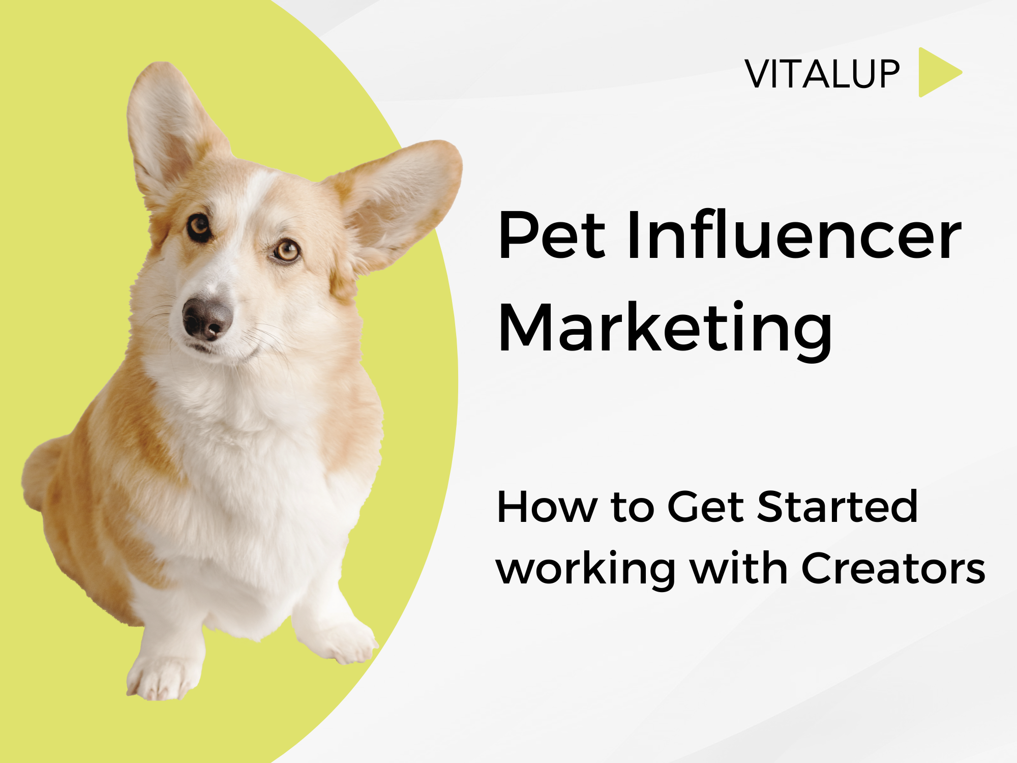 Harnessing the Power of Influencer Marketing in the Pet Industry